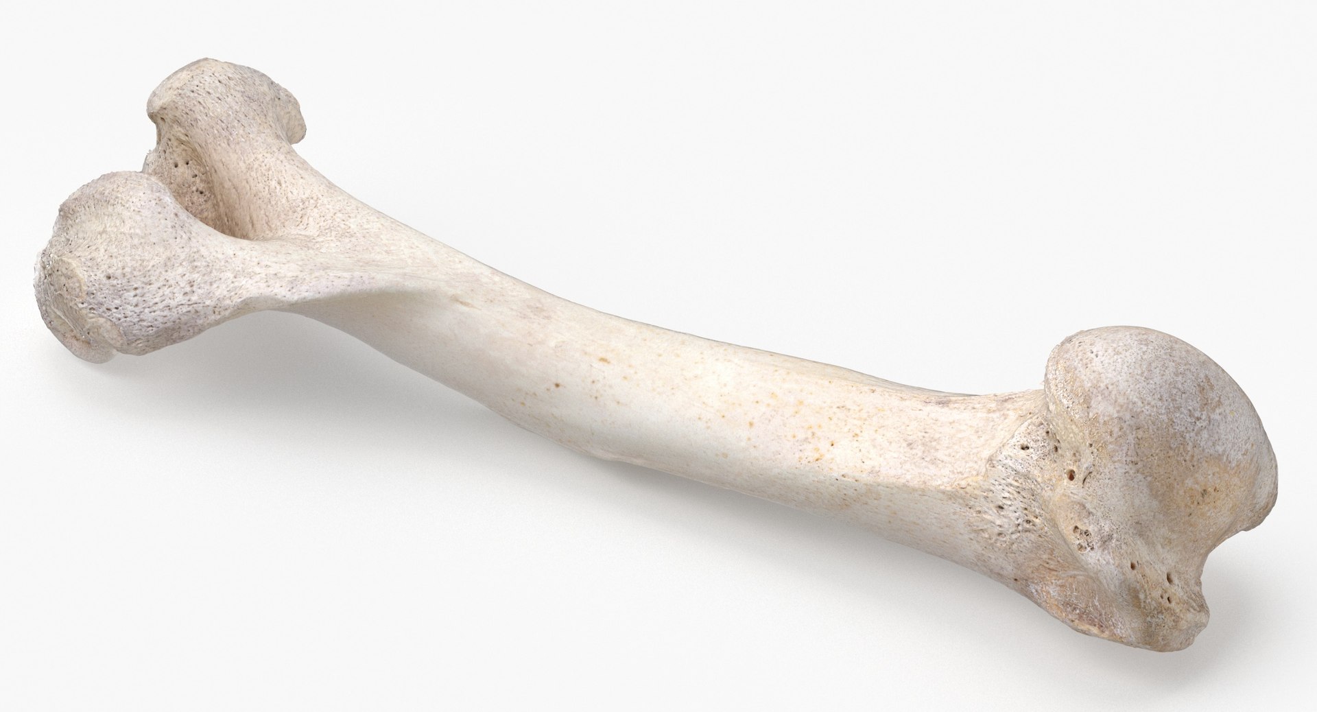 Bear Ursus Humerus 01 3D - TurboSquid 2153542