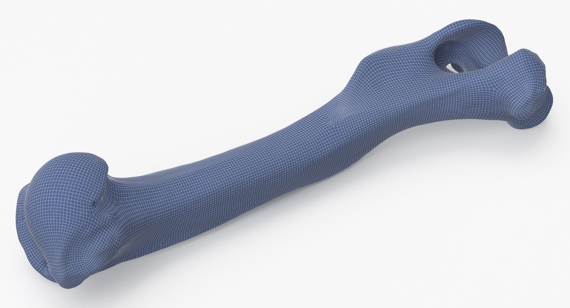 Bear Ursus Humerus 01 3D - TurboSquid 2153542