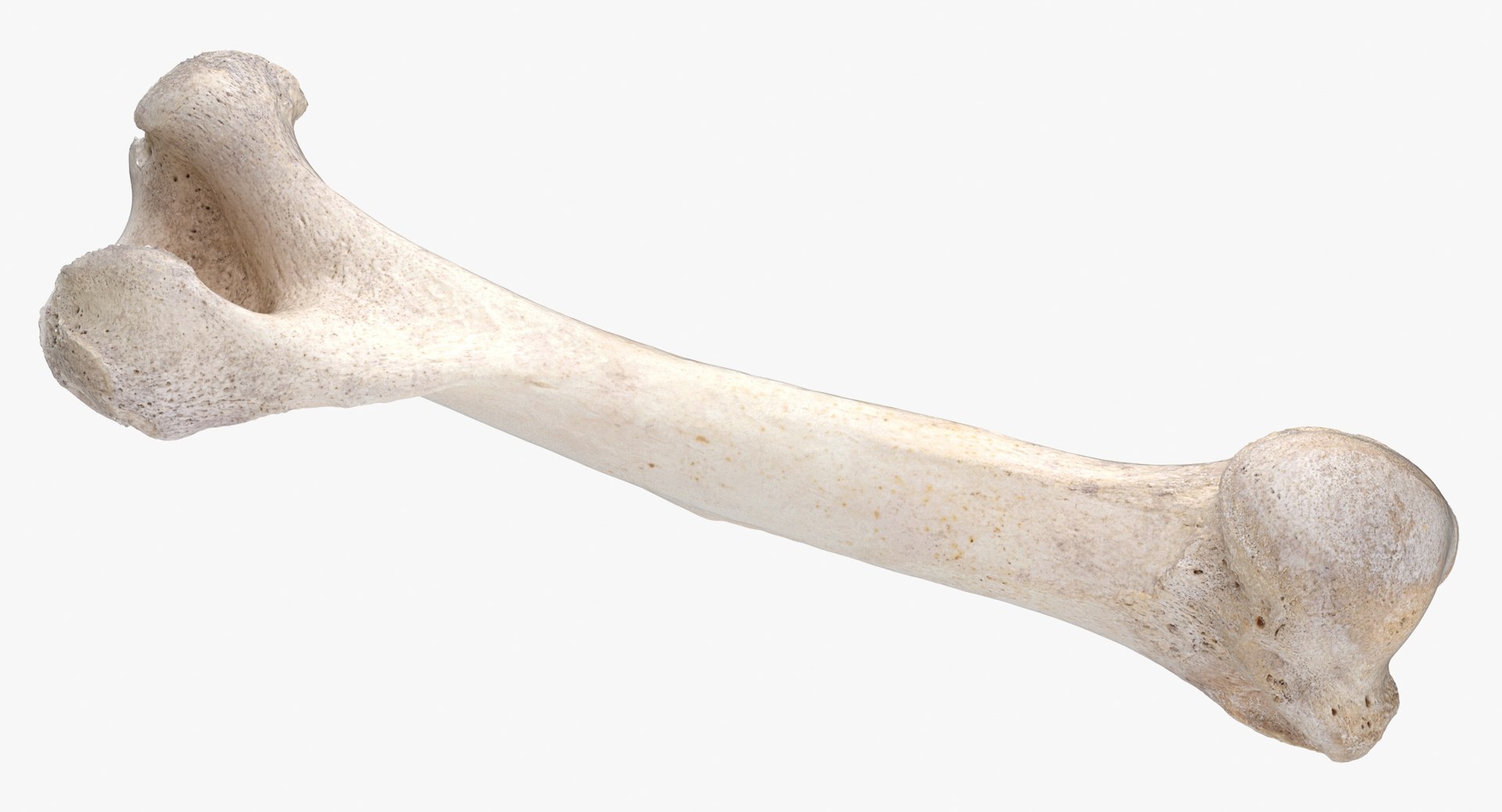 Bear Ursus Humerus 01 3D - TurboSquid 2153542