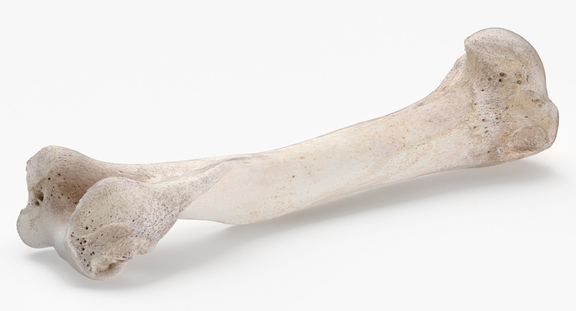 Bear Ursus Humerus 01 3D - TurboSquid 2153542