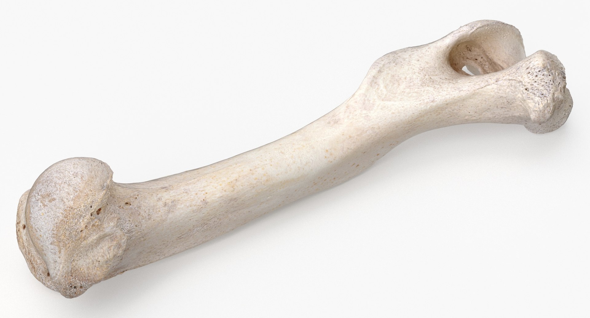 Bear Ursus Humerus 01 3D - TurboSquid 2153542