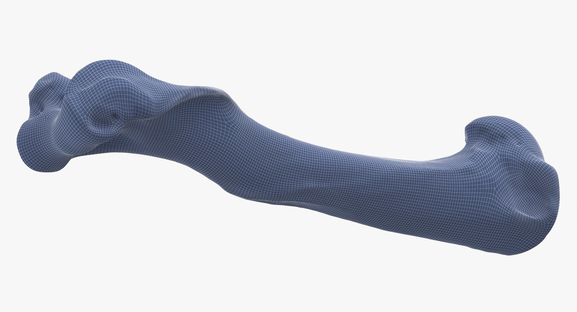 Bear Ursus Humerus 01 3D - TurboSquid 2153542