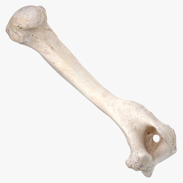 modelo 3d Oso Ursus Húmero 01 - TurboSquid 2153542