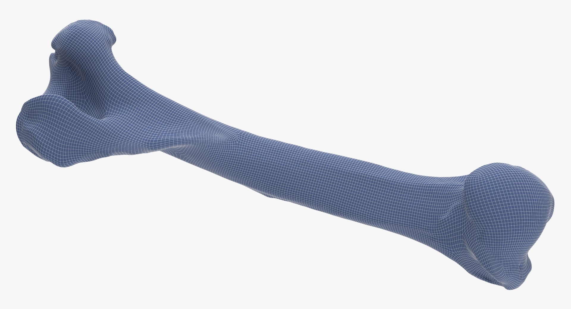 Bear Ursus Humerus 01 3D - TurboSquid 2153542