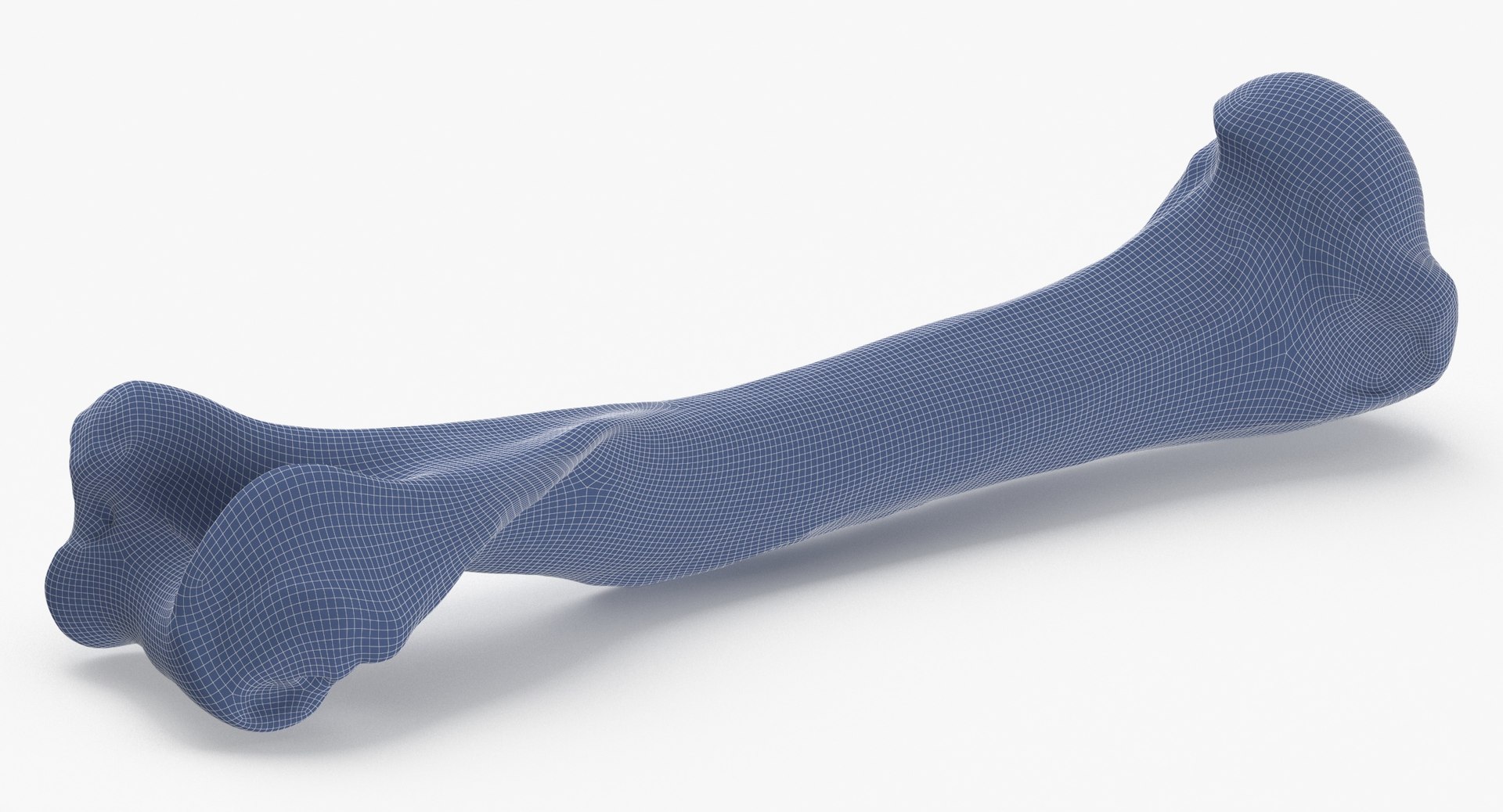 Bear Ursus Humerus 01 3D - TurboSquid 2153542