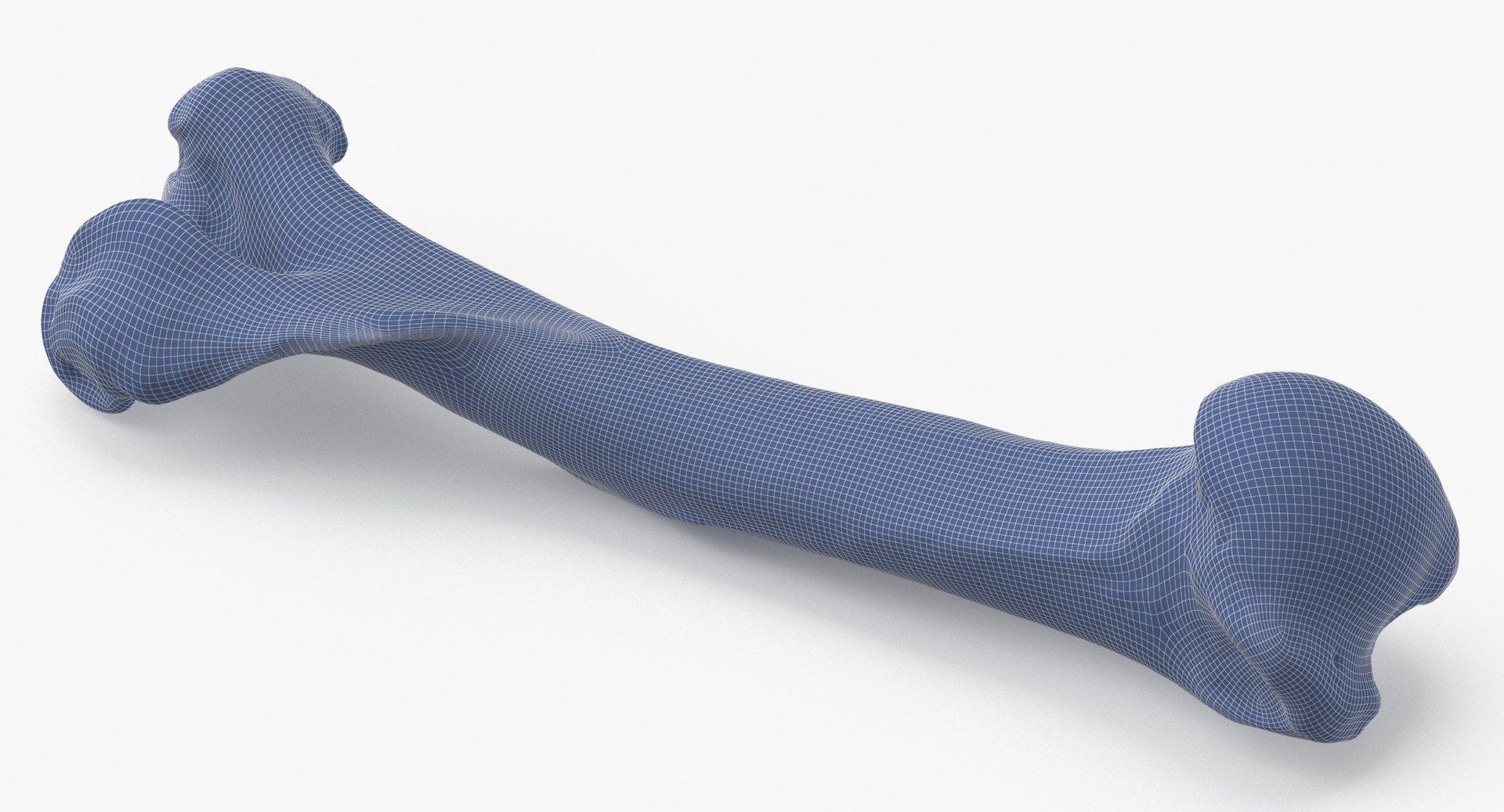 Bear Ursus Humerus 01 3D - TurboSquid 2153542