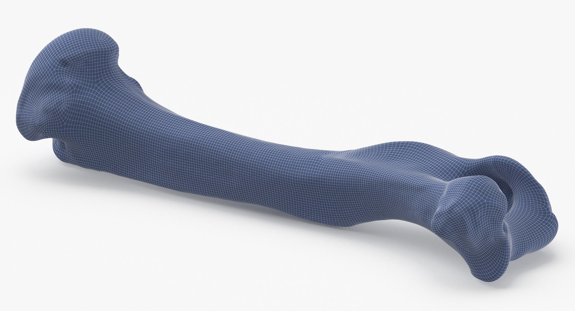 Bear Ursus Humerus 01 3D - TurboSquid 2153542