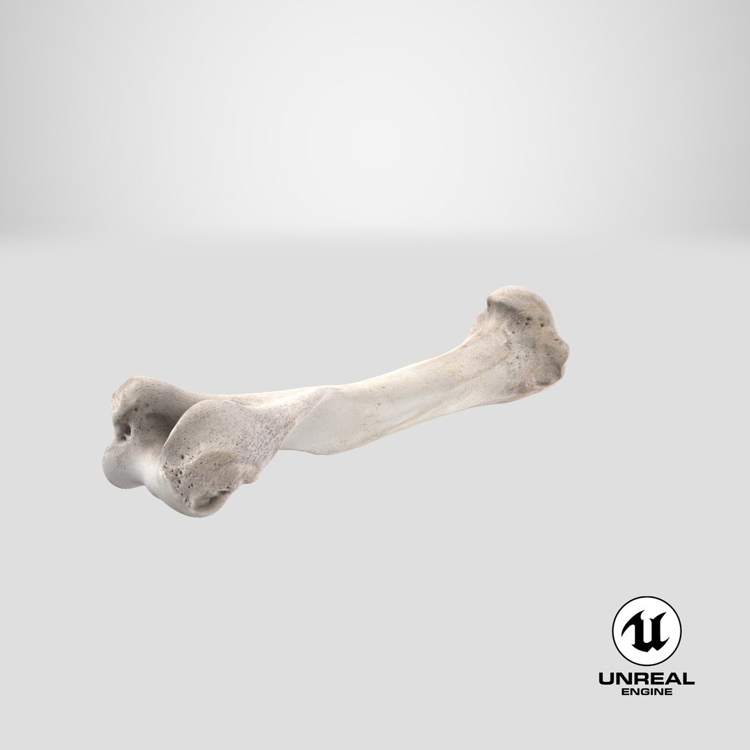 Bear Ursus Humerus 01 3D - TurboSquid 2153542