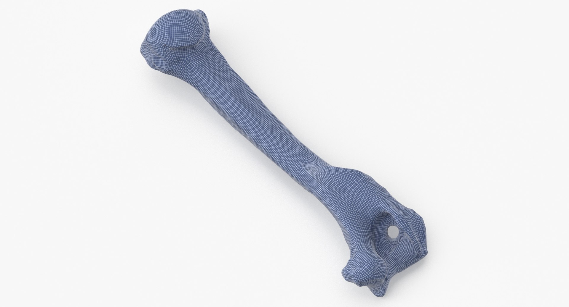 Bear Ursus Humerus 01 3D - TurboSquid 2153542