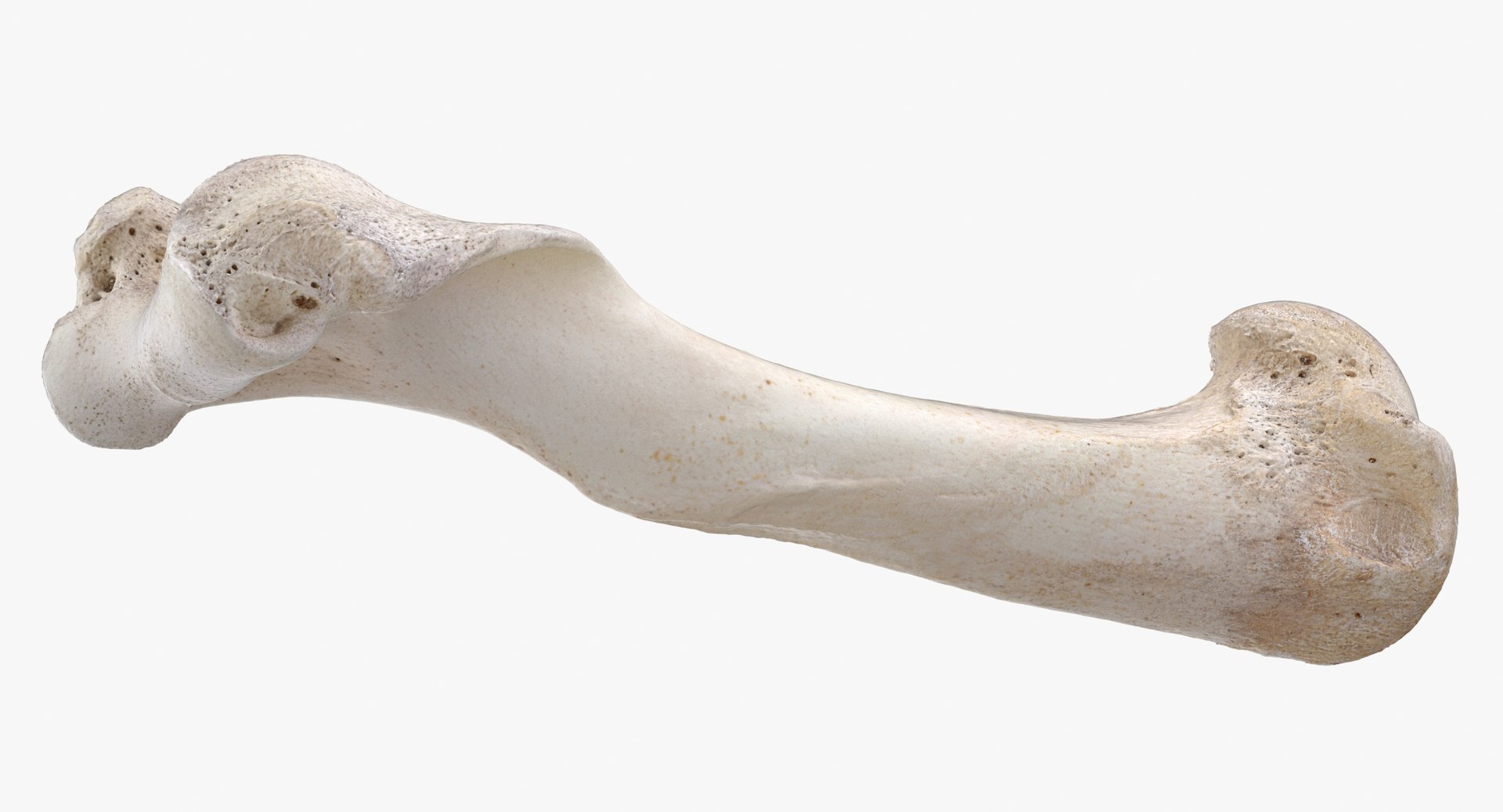 Bear Ursus Humerus 01 3D - TurboSquid 2153542