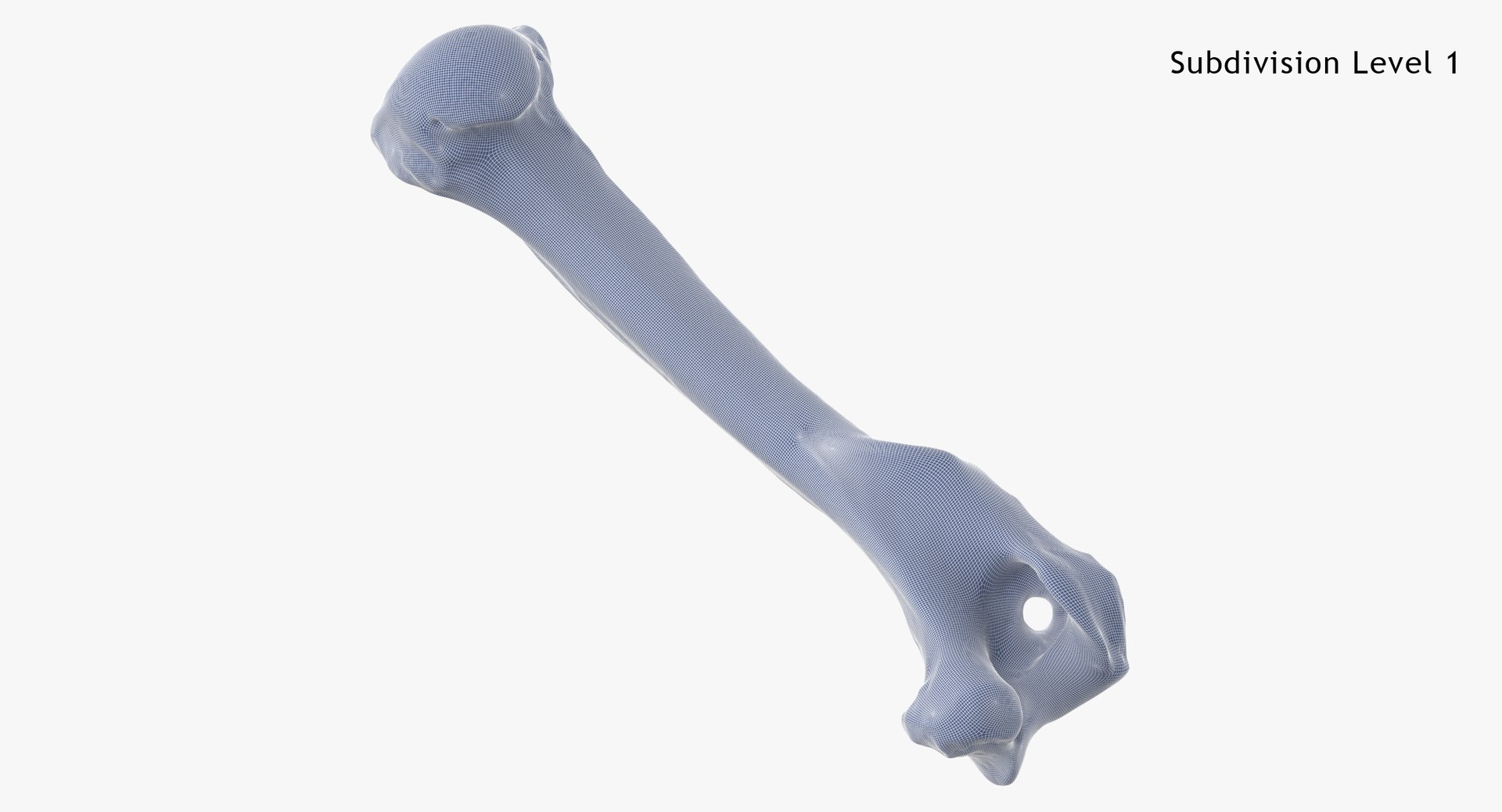 Bear Ursus Humerus 01 3D - TurboSquid 2153542