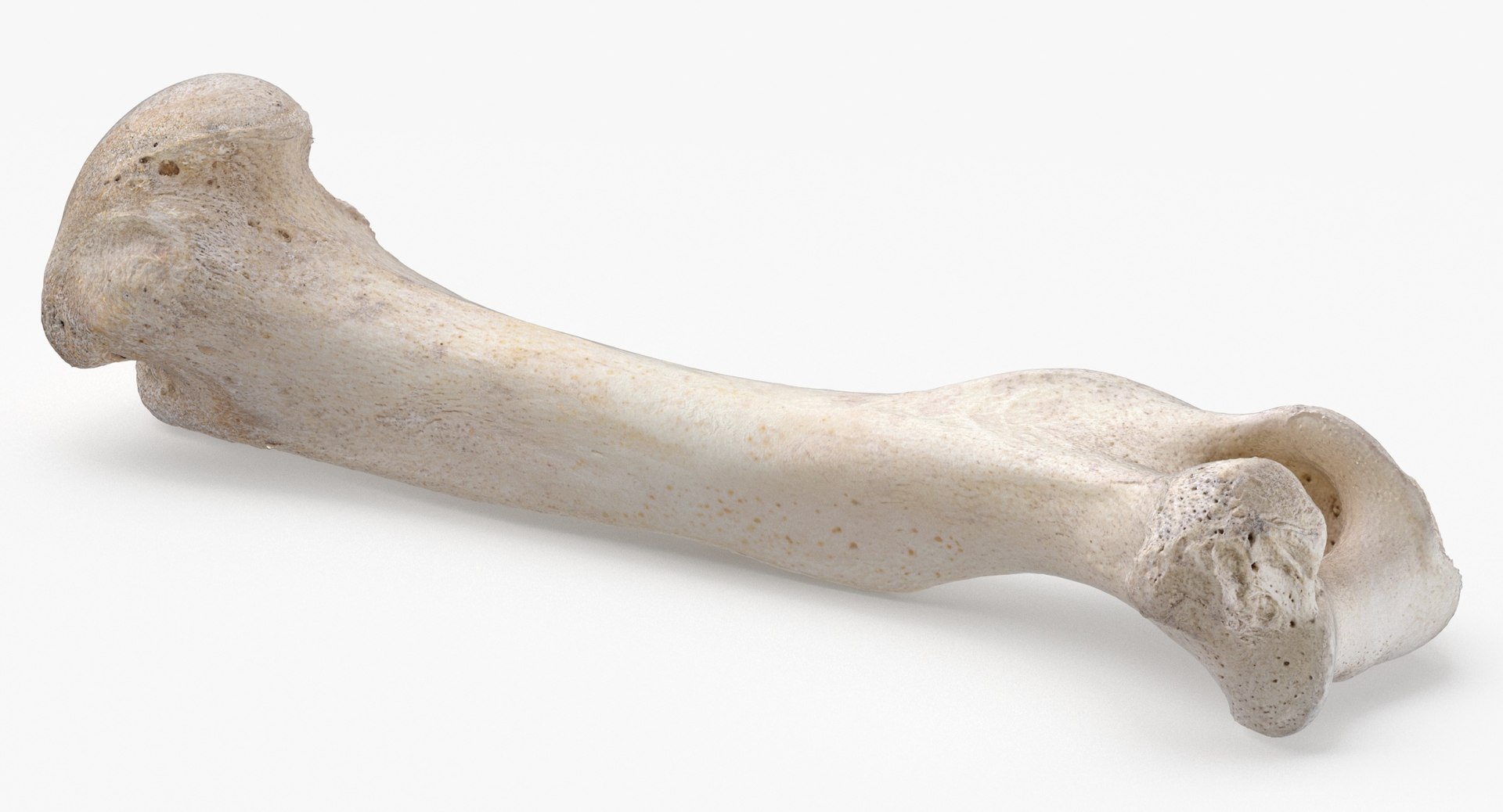 Bear Ursus Humerus 01 3D - TurboSquid 2153542