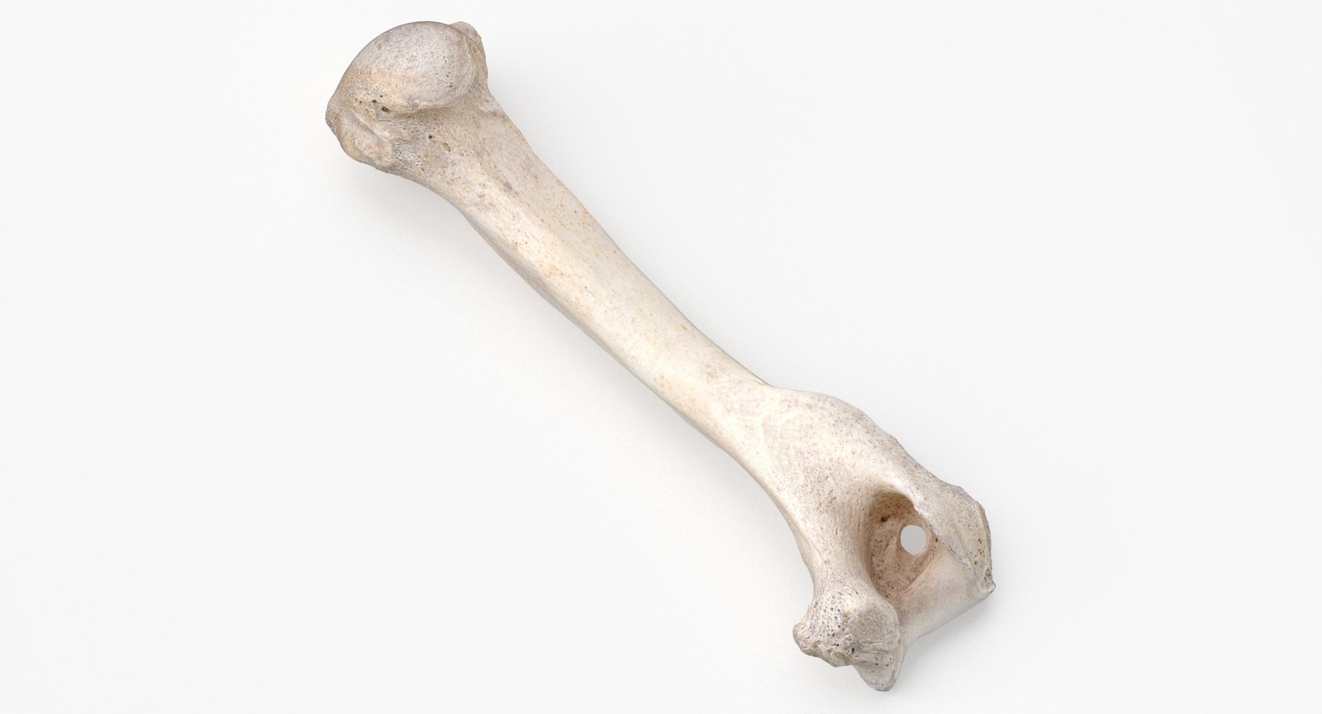Bear Ursus Humerus 01 3D - TurboSquid 2153542