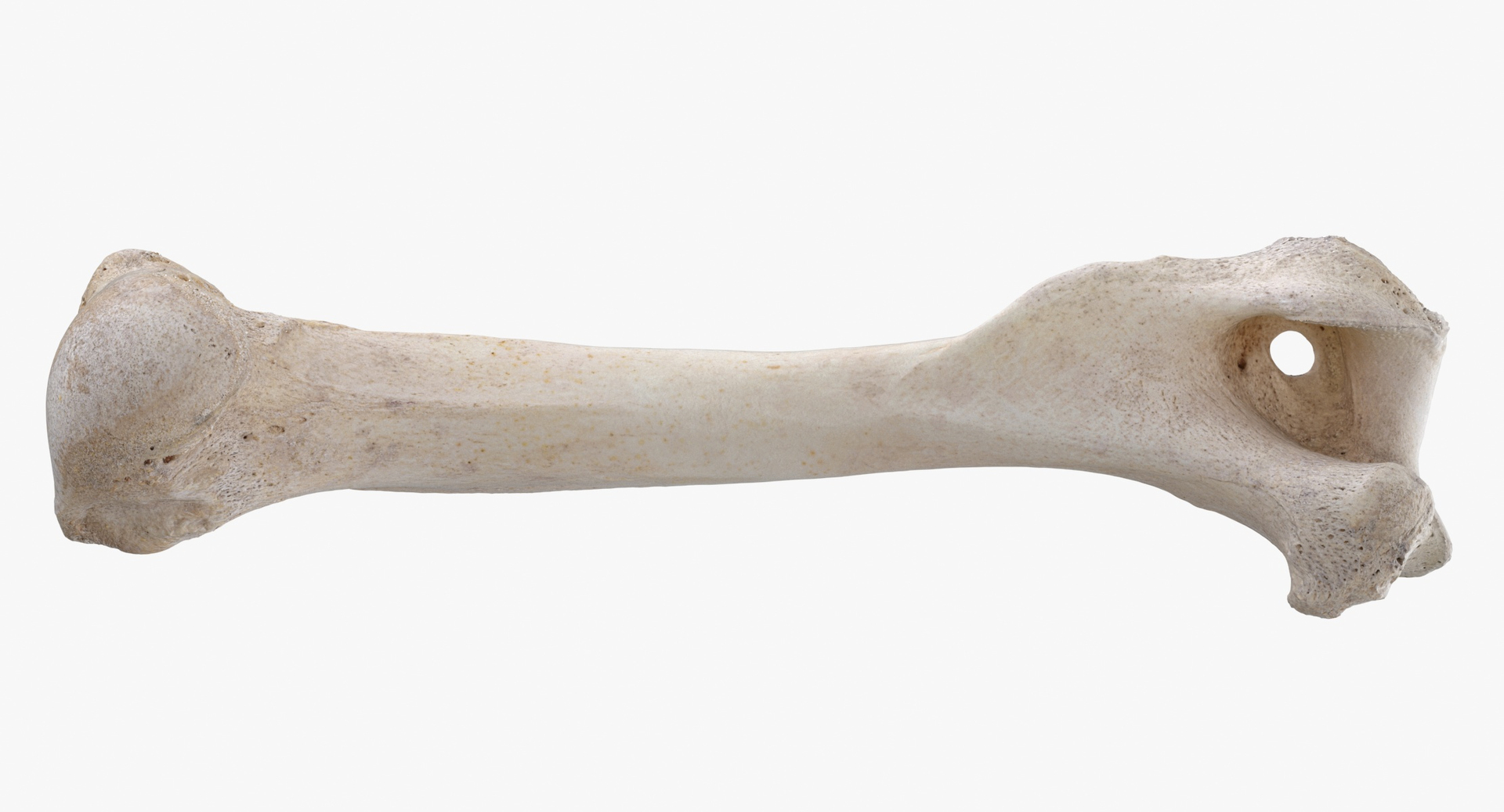 Bear Ursus Humerus 01 3D - TurboSquid 2153542