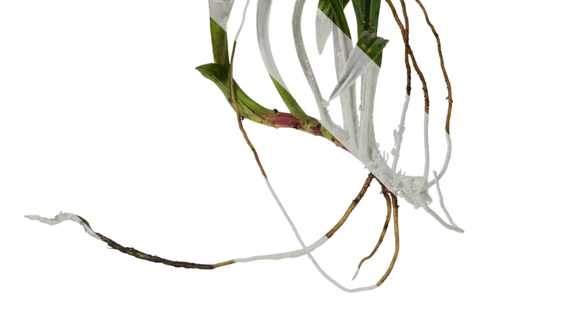 Anydrafts Dendrobium Moniliforme Atlas 02 Textures 3D Model ...