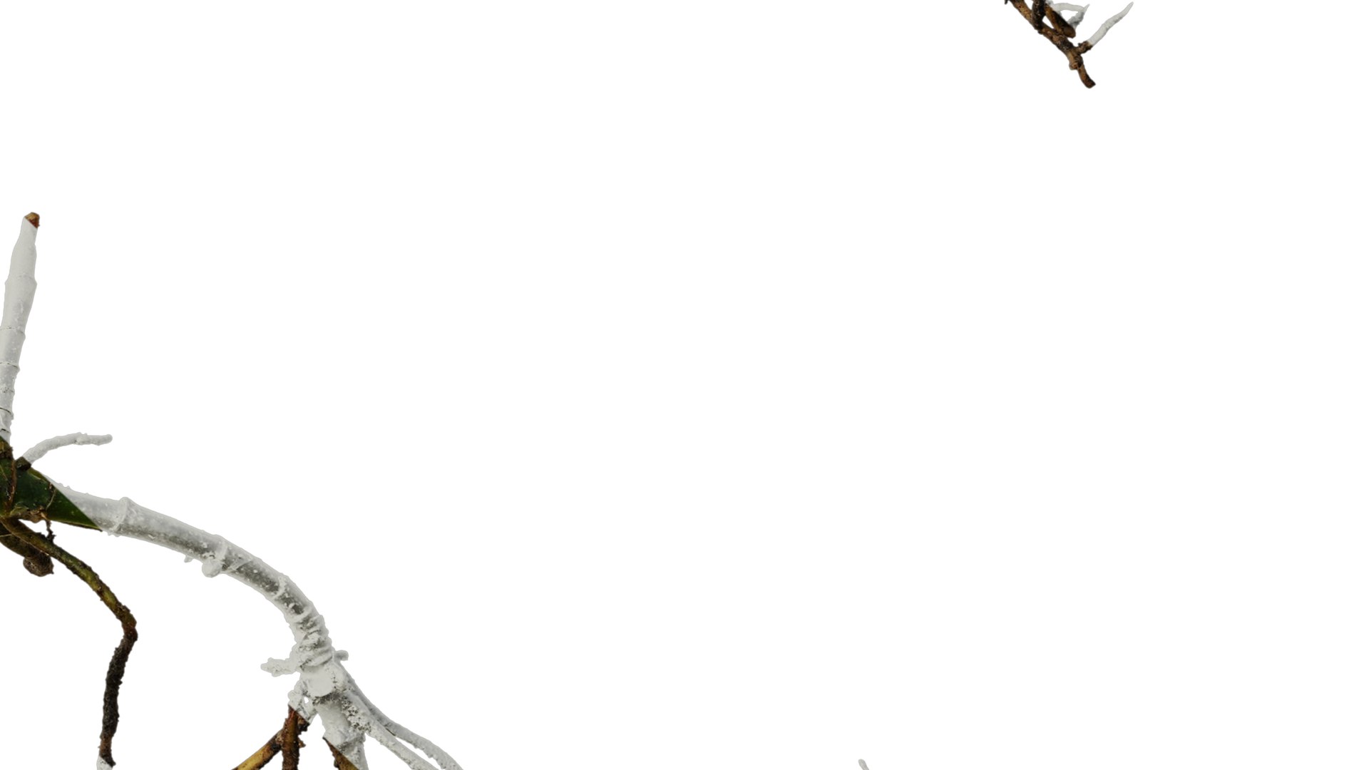 Anydrafts Dendrobium Moniliforme Atlas 02 Textures 3D Model ...