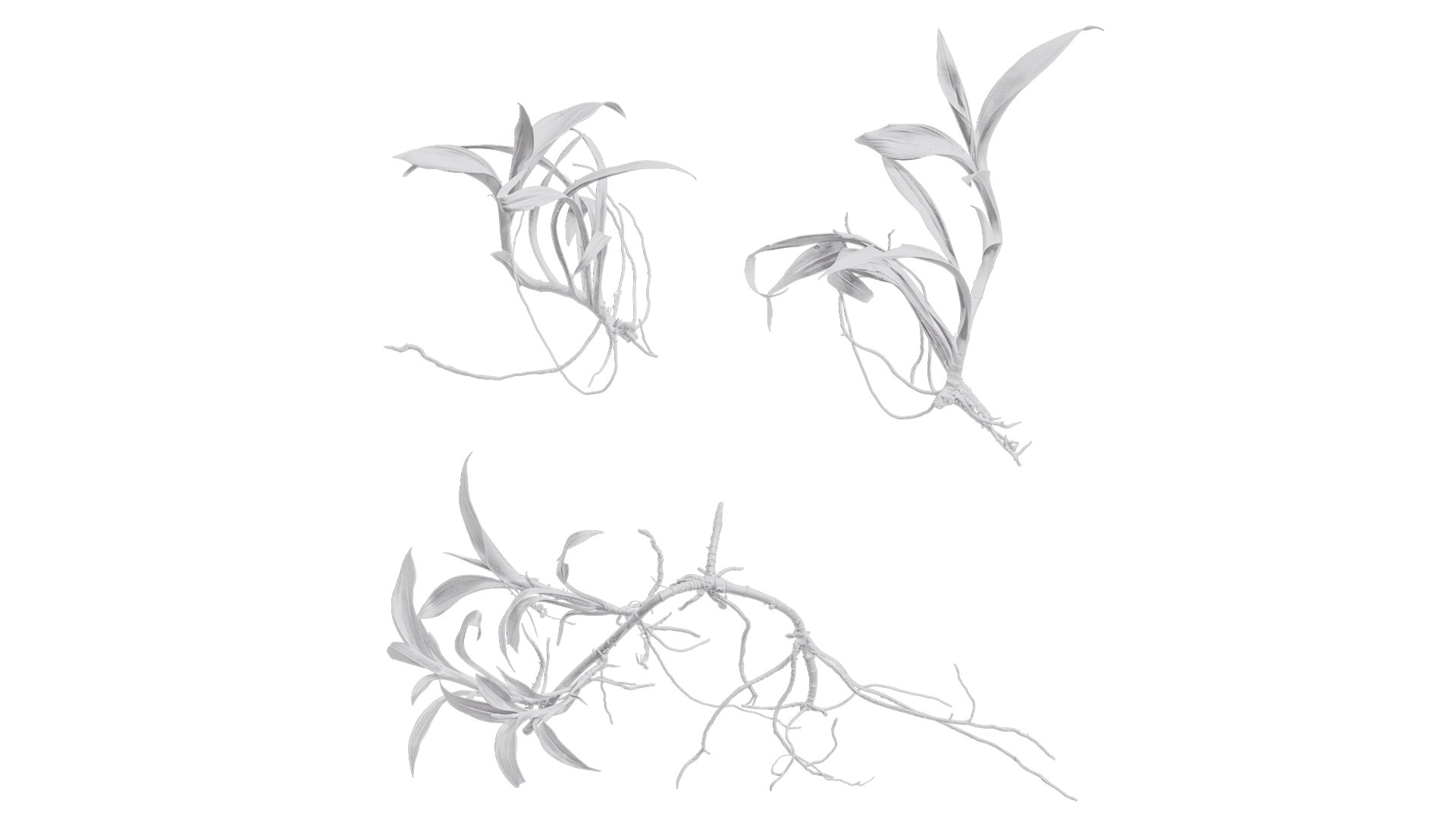 Anydrafts Dendrobium Moniliforme Atlas 02 Textures 3D Model ...