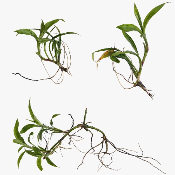 3D модель Anydrafts Dendrobium moniliforme Atlas 02 Текстуры ...