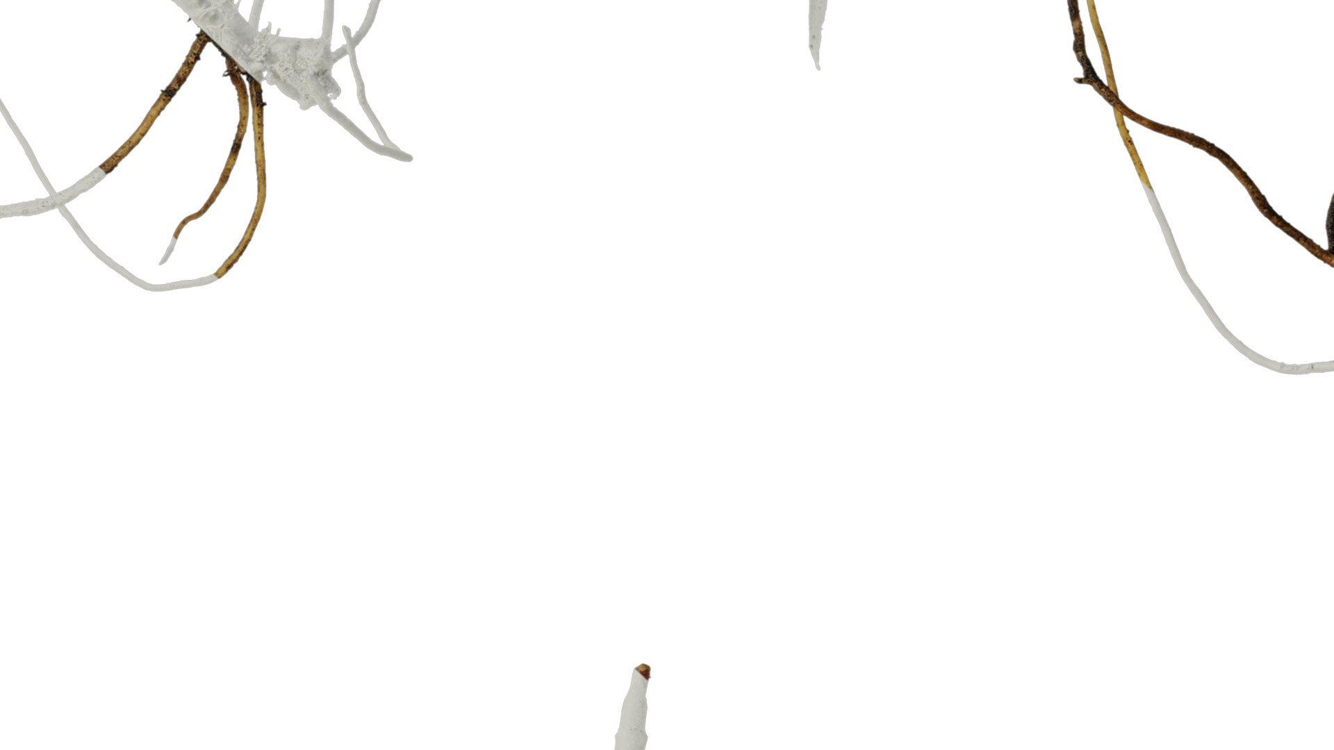 Anydrafts Dendrobium Moniliforme Atlas 02 Textures 3D Model ...