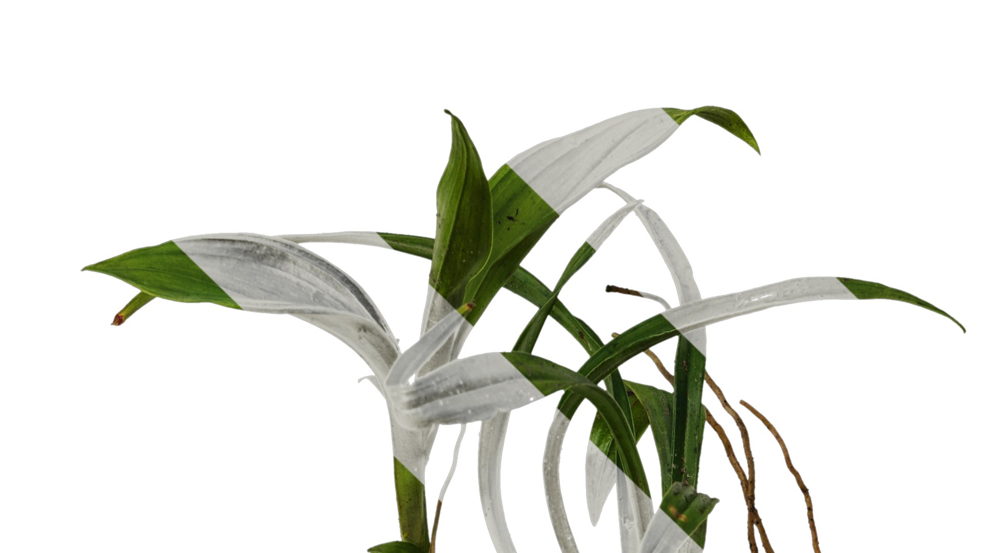 Anydrafts Dendrobium Moniliforme Atlas 02 Textures 3D Model ...