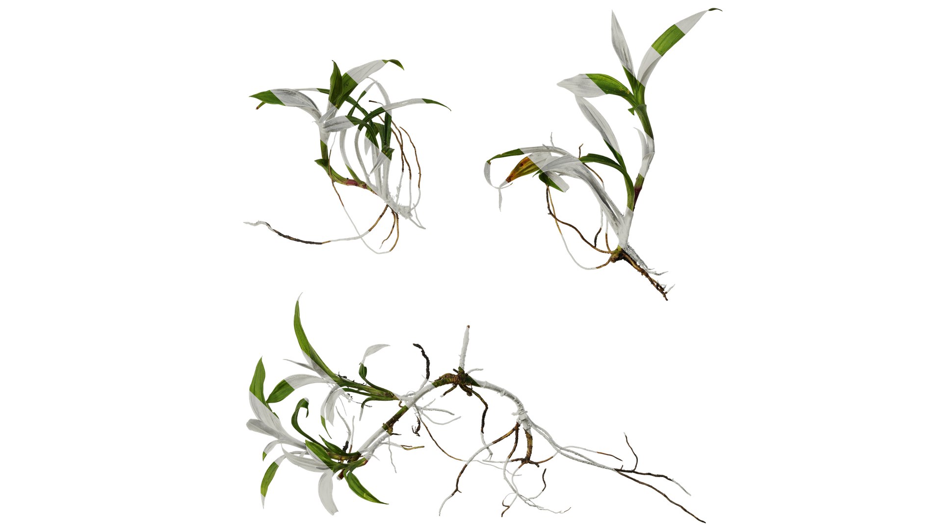 Anydrafts Dendrobium Moniliforme Atlas 02 Textures 3D Model ...
