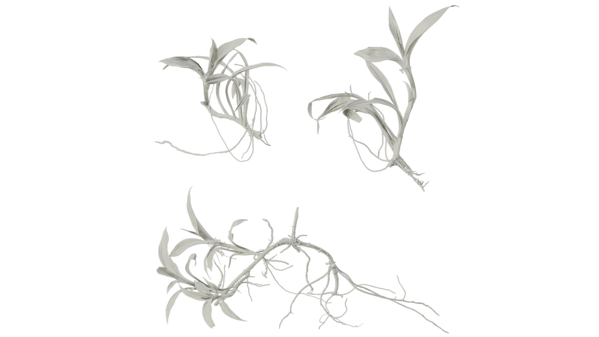 Anydrafts Dendrobium Moniliforme Atlas 02 Textures 3D Model ...