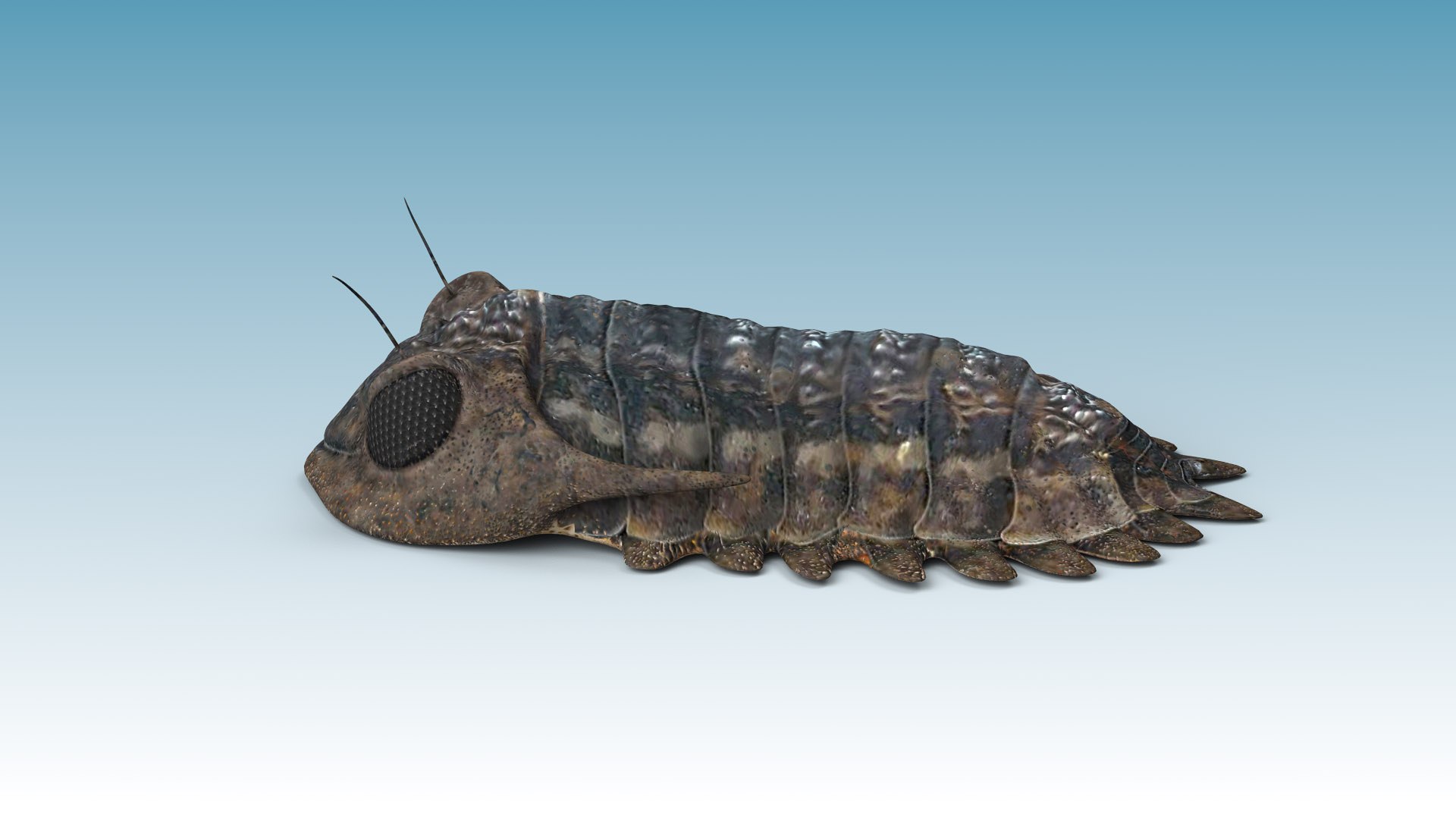 Trilobit 3D Model - TurboSquid 1203589