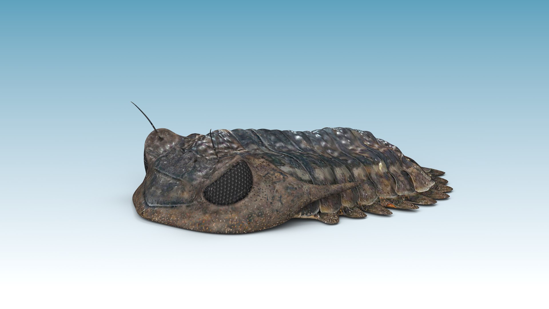 Trilobit 3D Model - TurboSquid 1203589