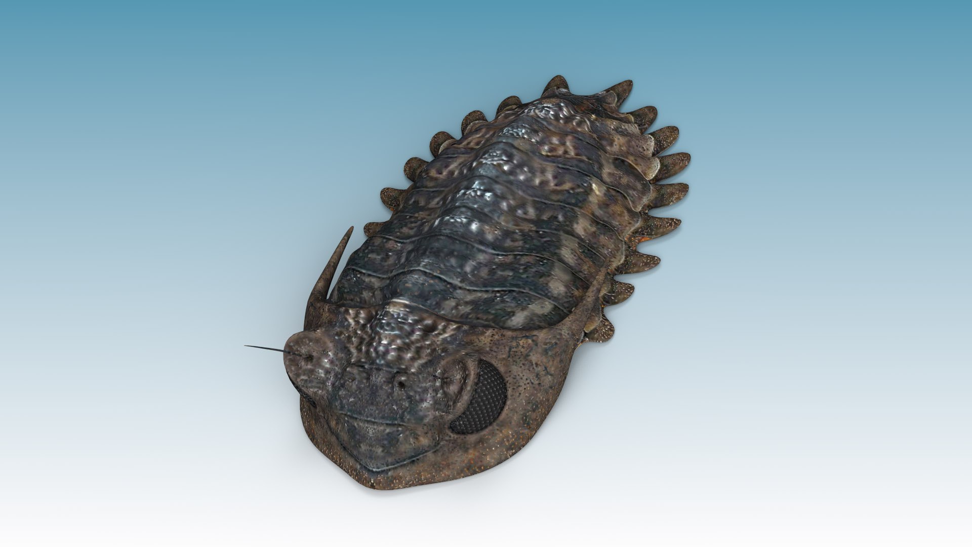 Trilobit 3D Model - TurboSquid 1203589
