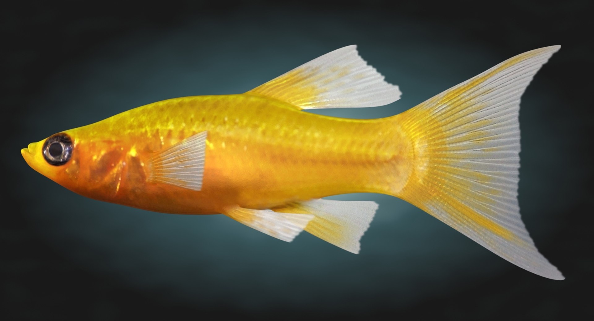 3D realistic male gold molly - TurboSquid 1264844