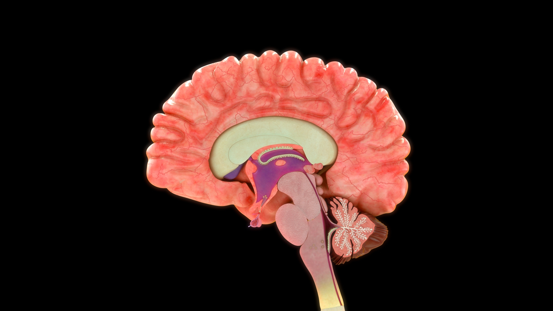3D Human Brain Cross Section Model - TurboSquid 2190102