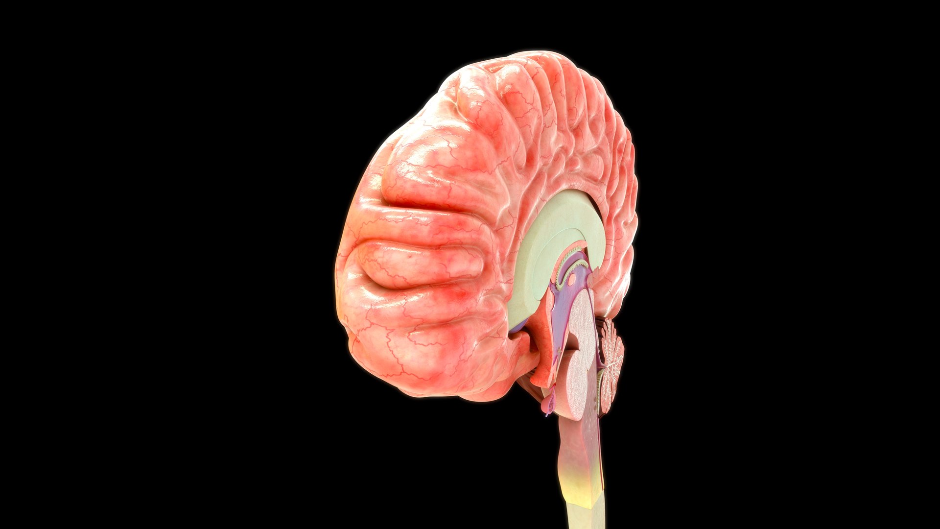 3D Human Brain Cross Section Model - TurboSquid 2190102