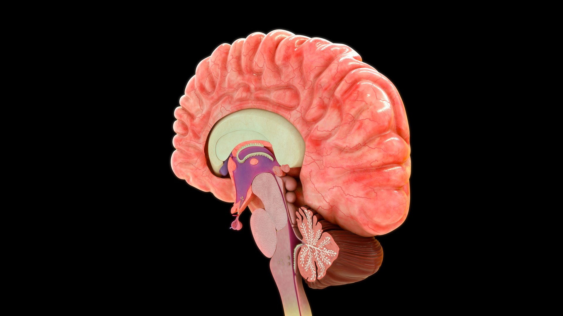 3D Human Brain Cross Section Model - TurboSquid 2190102