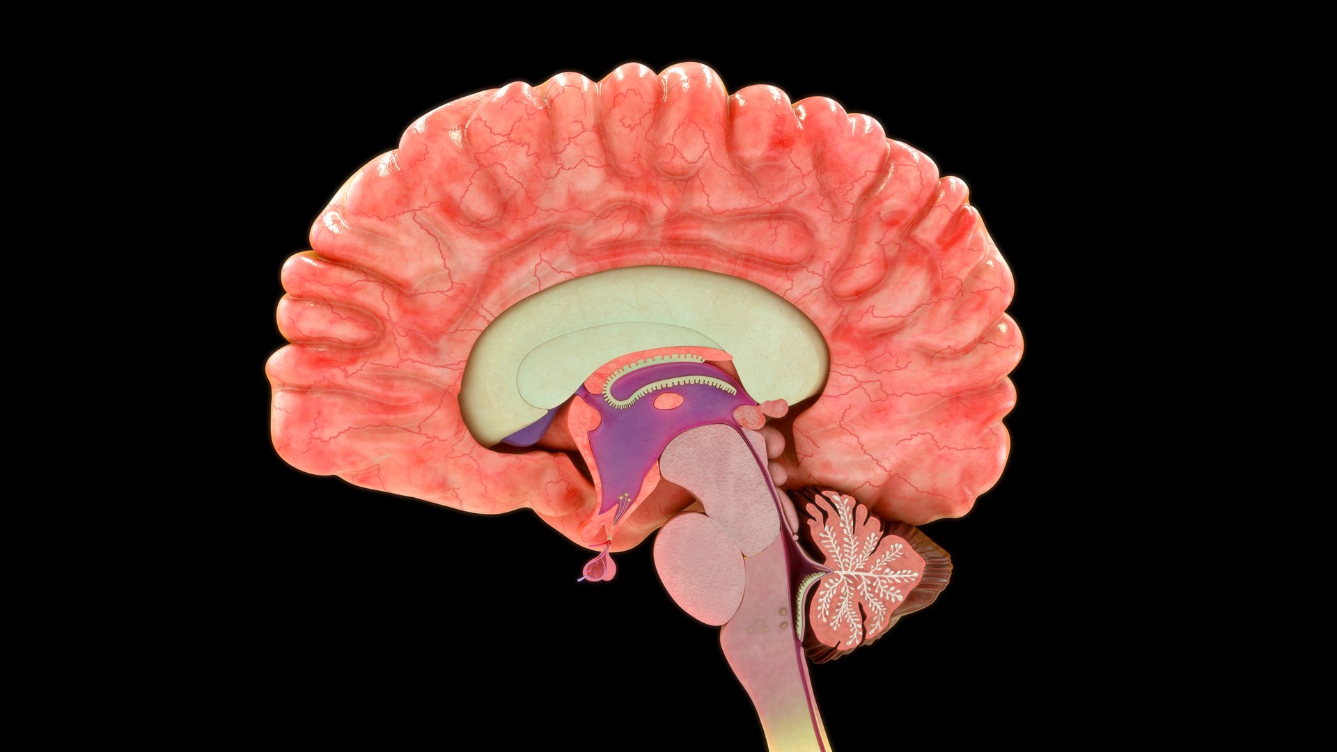3D Human Brain Cross Section Model - TurboSquid 2190102