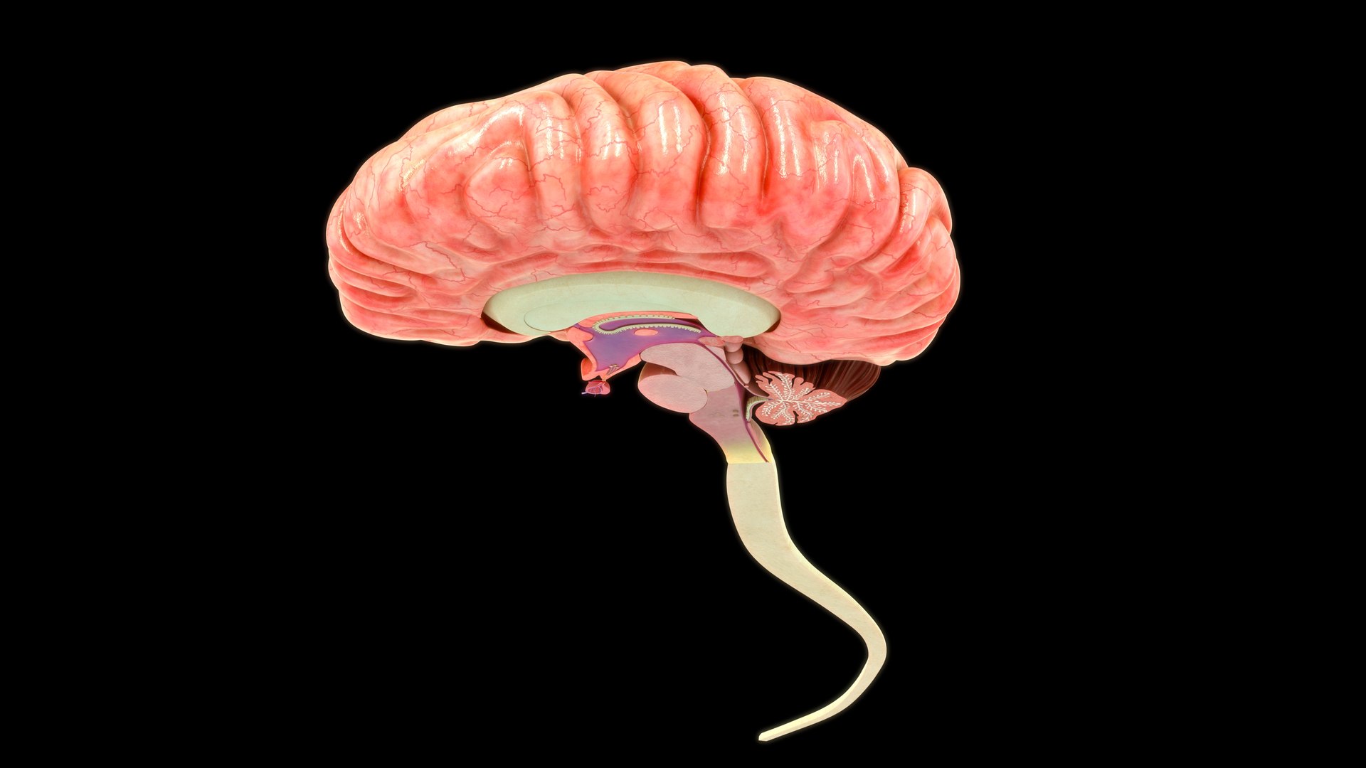 3D Human Brain Cross Section Model - TurboSquid 2190102