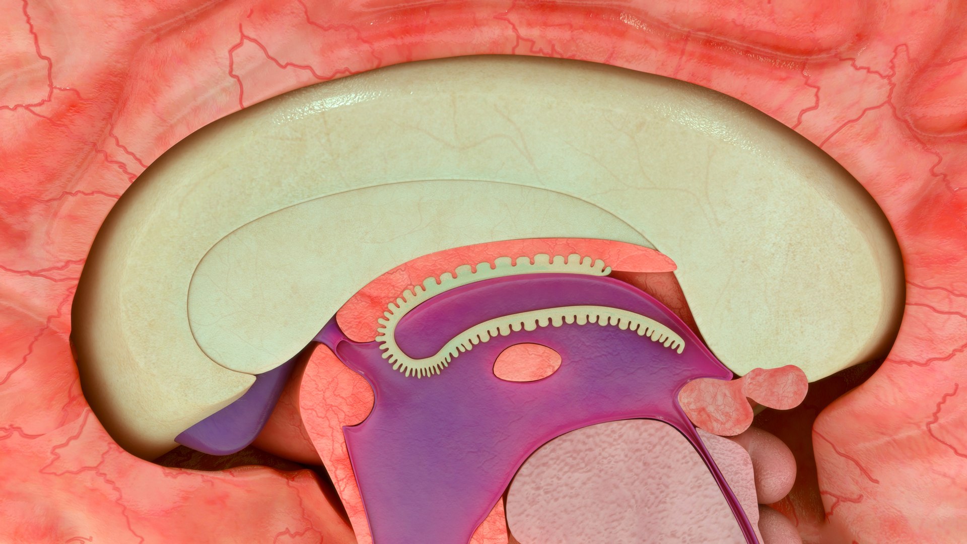 3D Human Brain Cross Section Model - TurboSquid 2190102