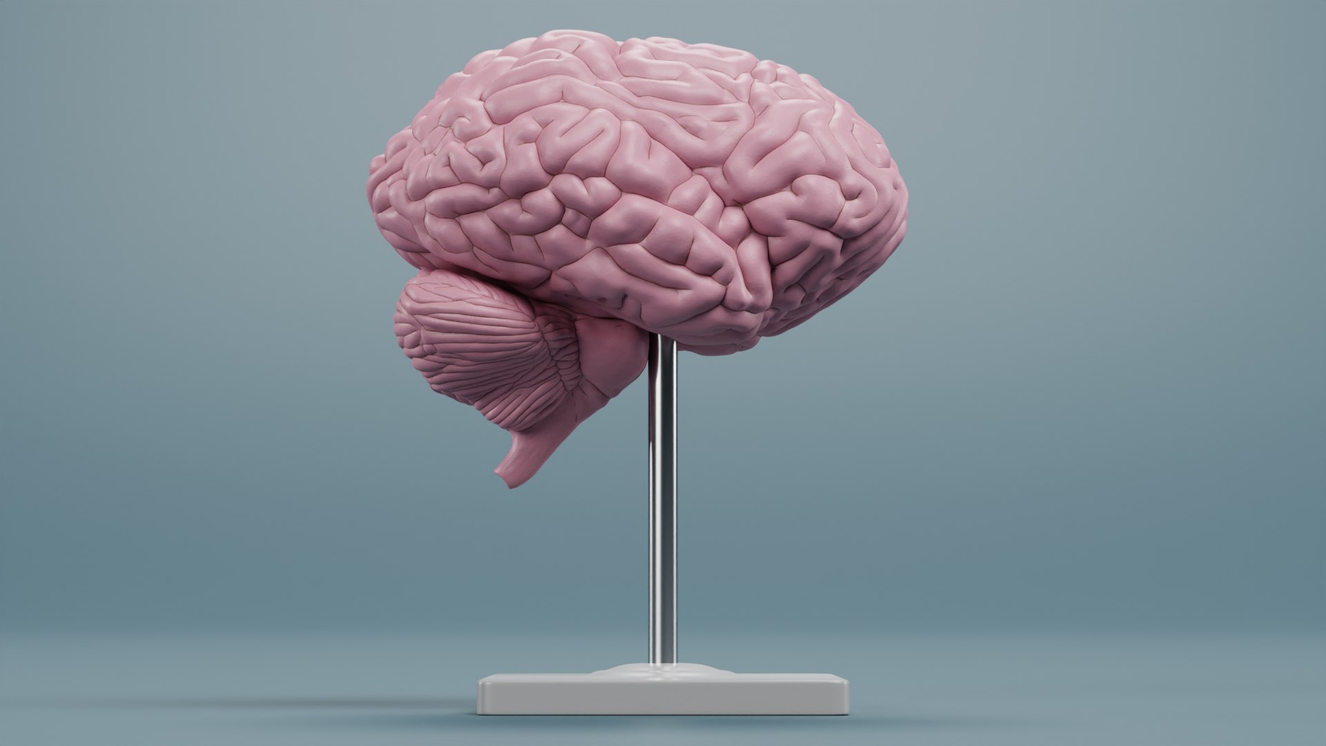 3D Brain Model On Stand - TurboSquid 2024684