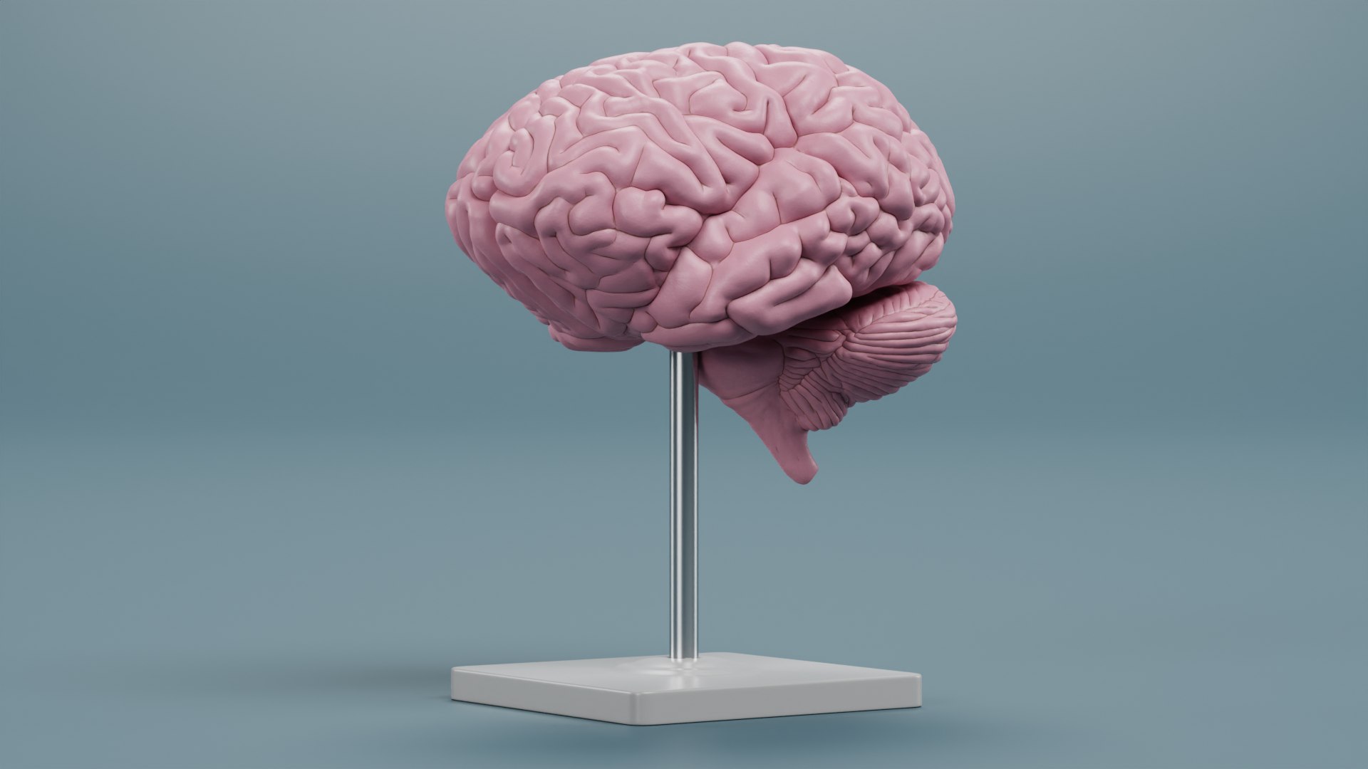 3D Brain Model On Stand - TurboSquid 2024684