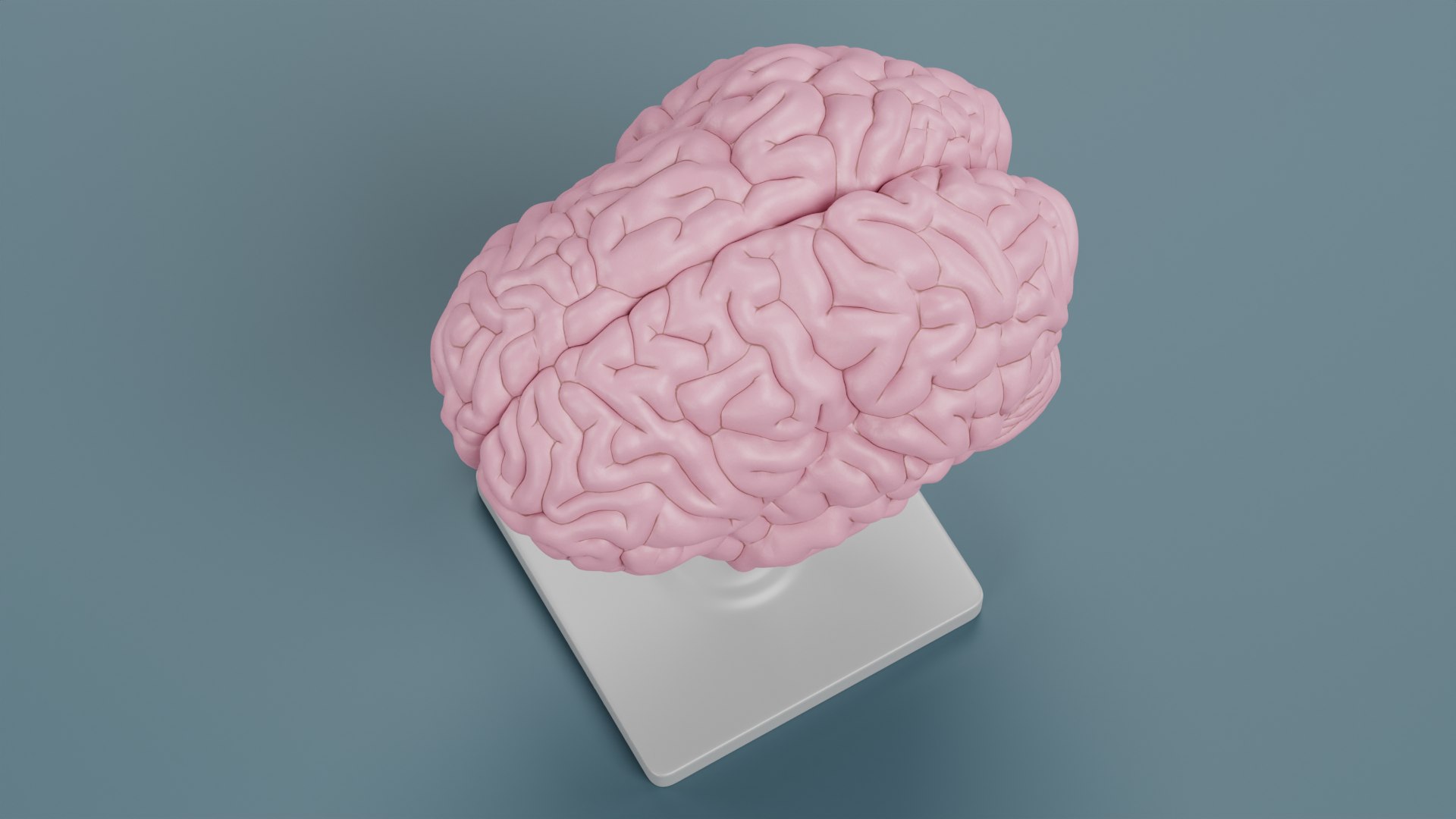 3D Brain Model On Stand - TurboSquid 2024684