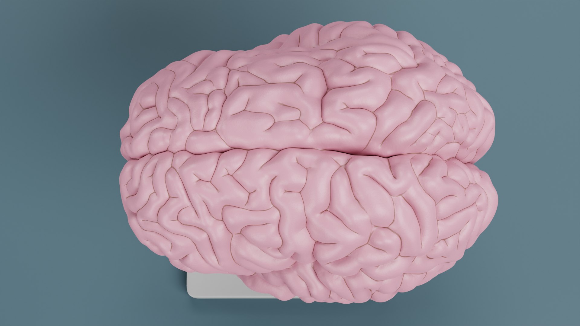 3D Brain Model On Stand - TurboSquid 2024684