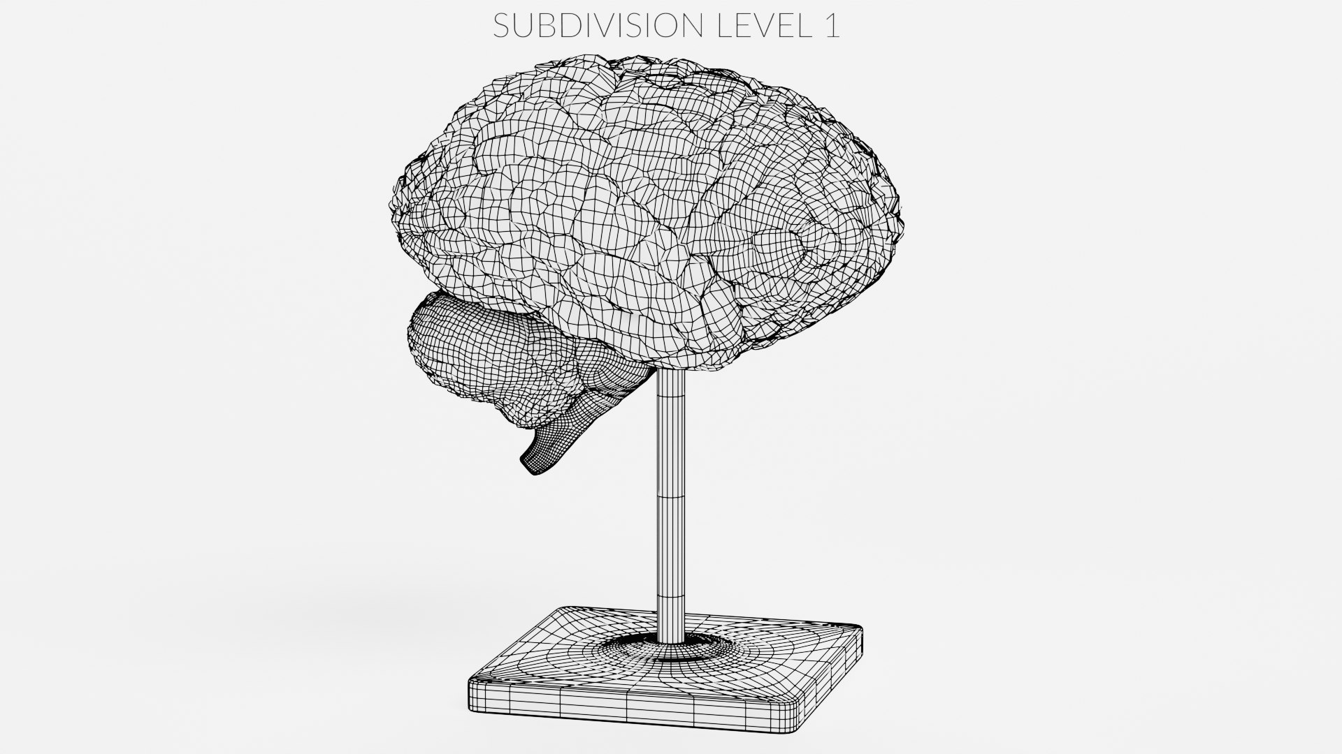 3D Brain Model On Stand - TurboSquid 2024684