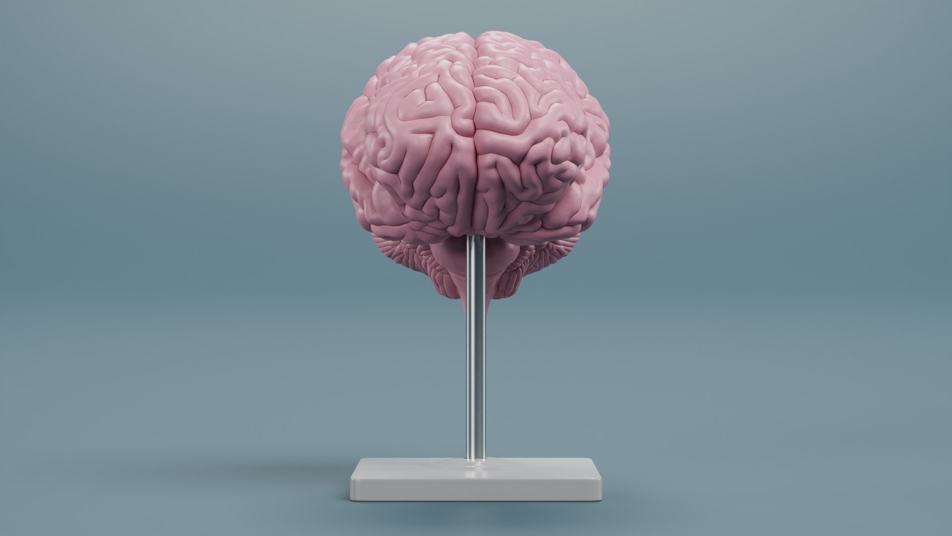3D Brain Model On Stand - TurboSquid 2024684