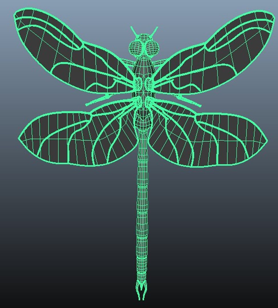 Dragonfly Rigging Ma