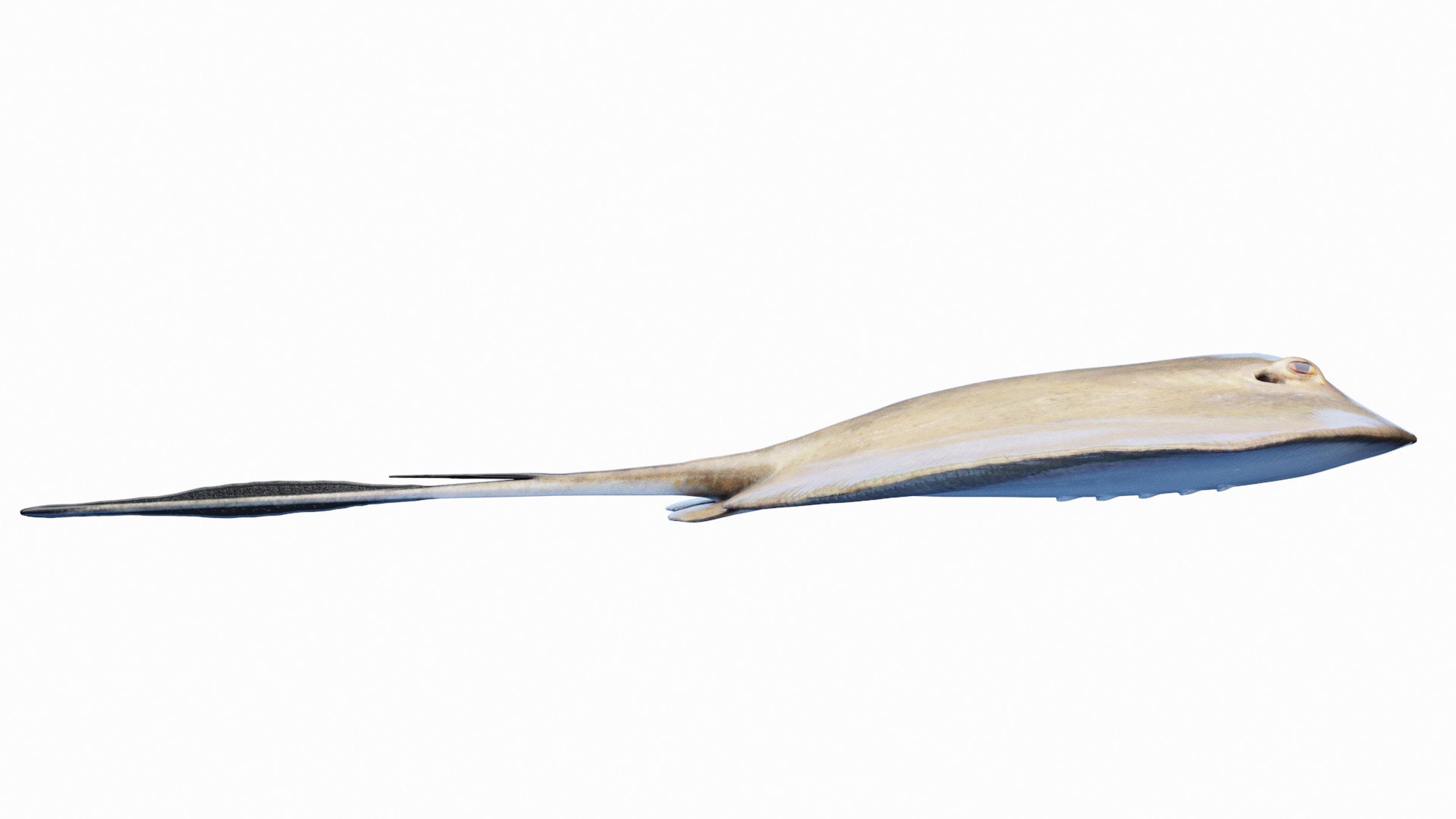 3D Stingray - TurboSquid 1970973