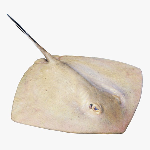 3D Manta Ray model - TurboSquid 1953227