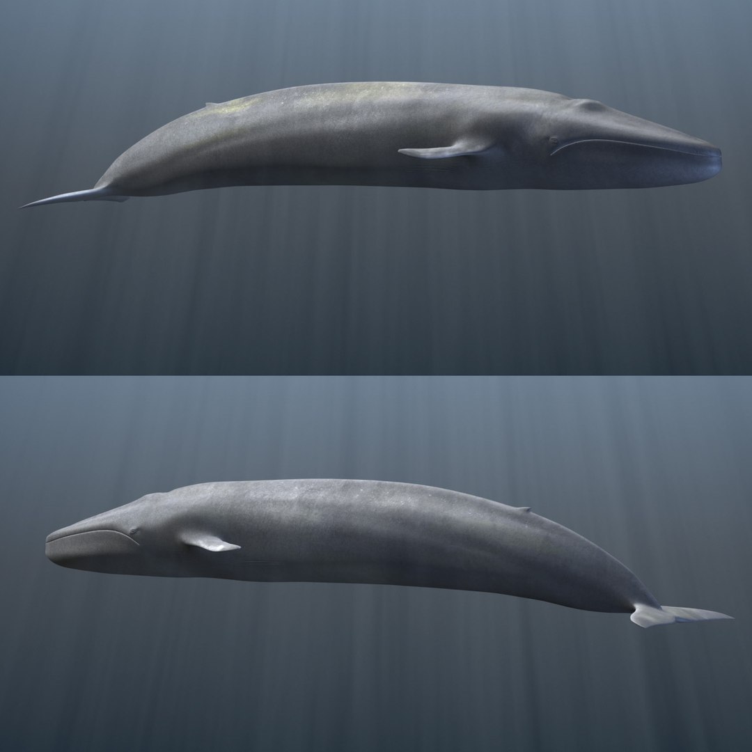 Blue Whale 3d Model