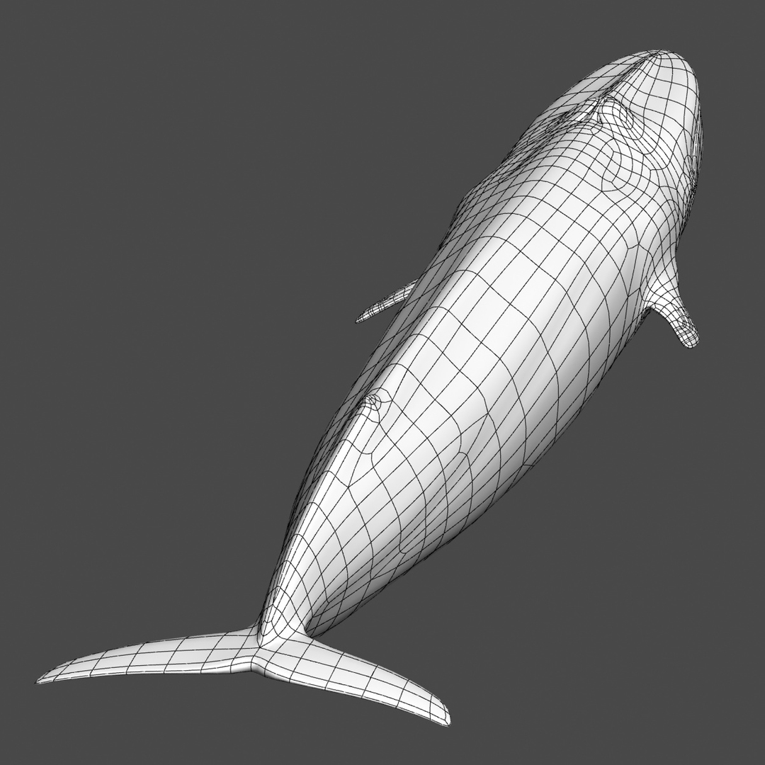 blue whale 3d model
