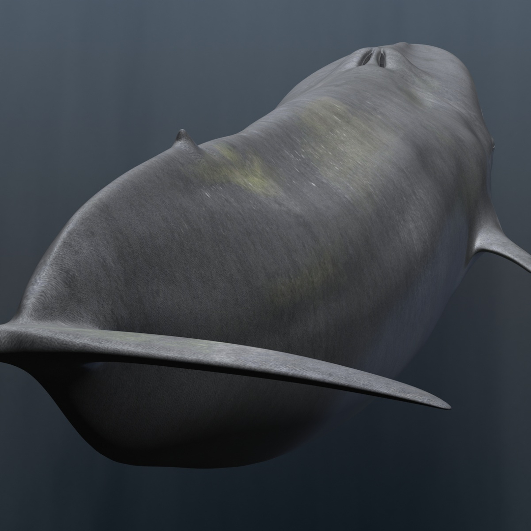 blue whale 3d model