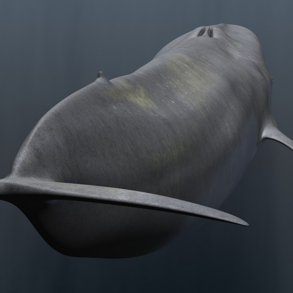 blue whale 3d model