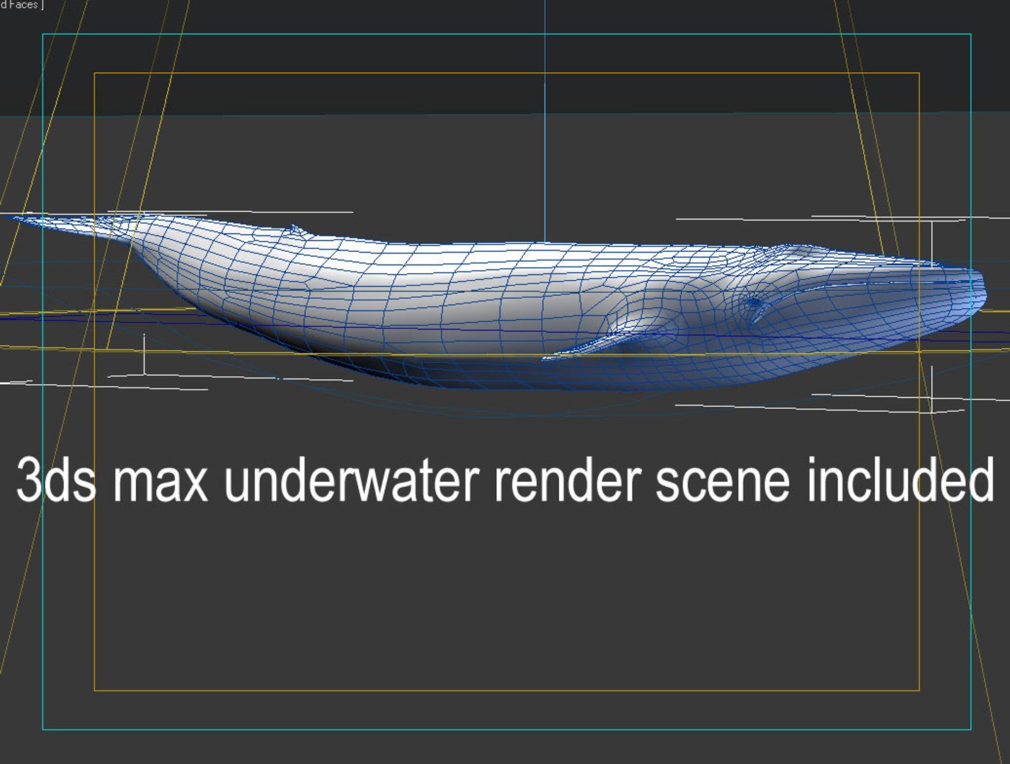Blue Whale 3d Model